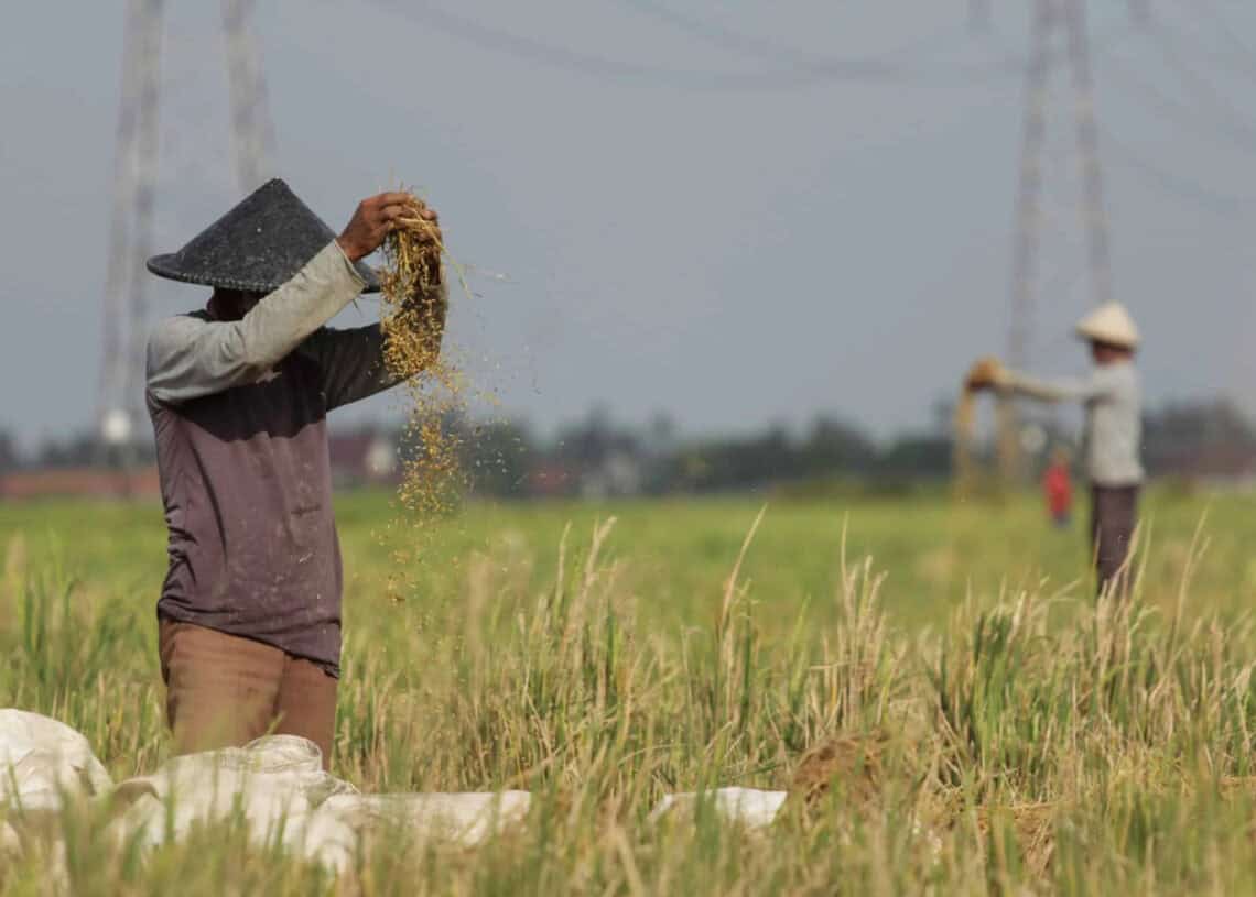 Produksi Gabah di Banten Meningkat, Aman Hingga Awal 2023 – Satelit News